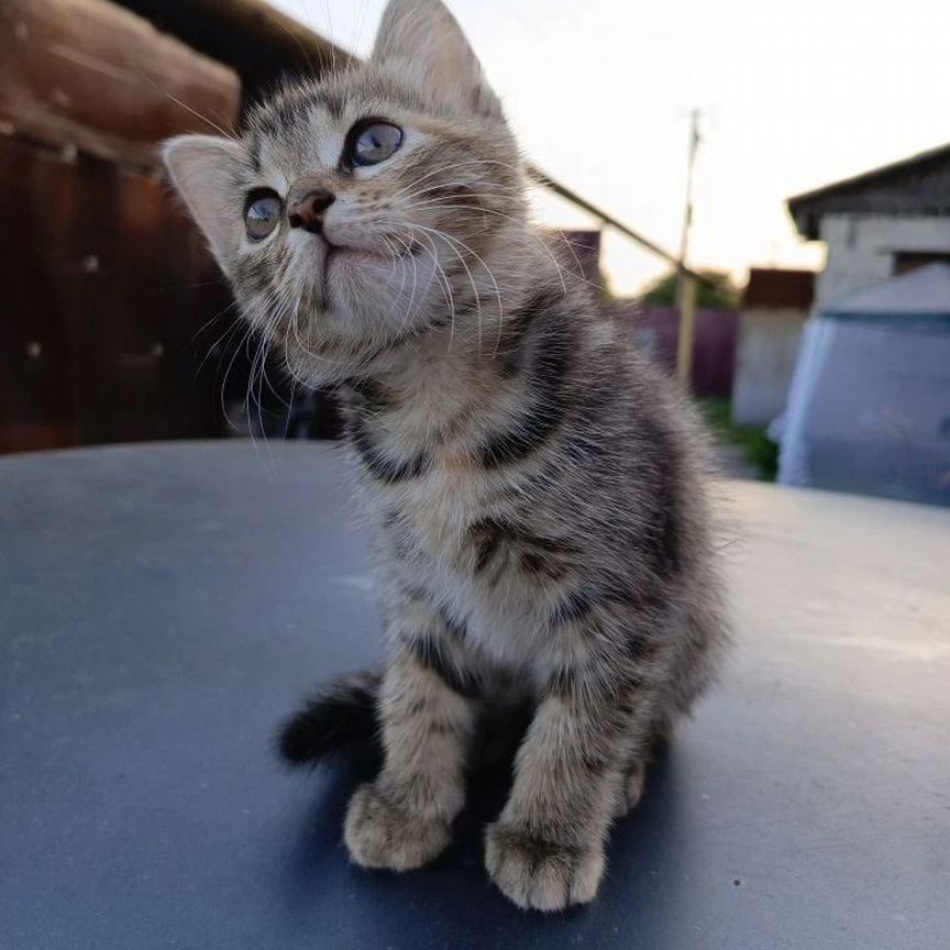 Саванна котёнок