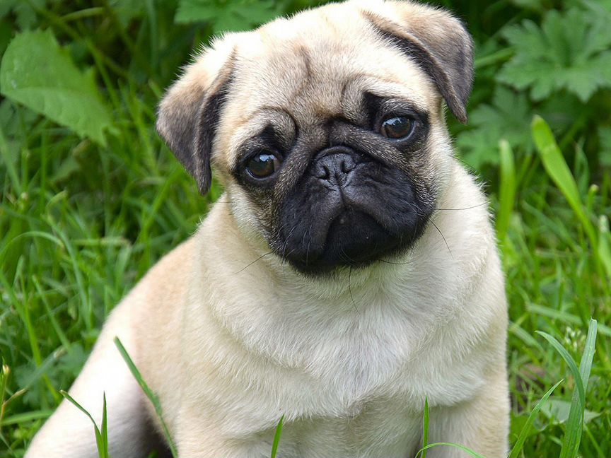 Щенки мопса