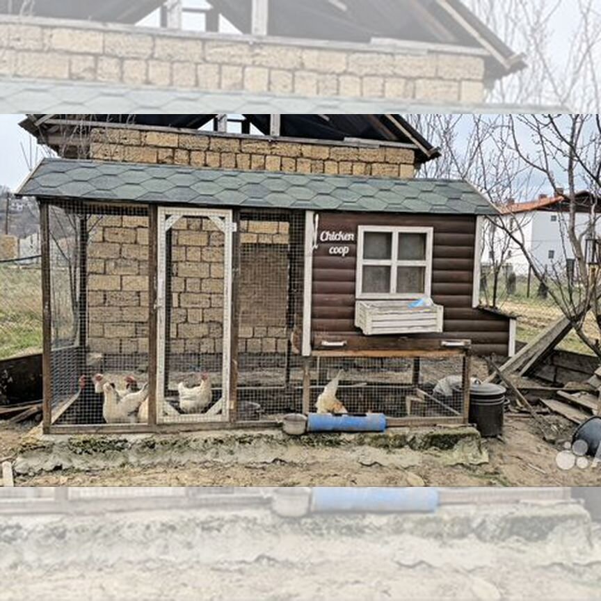 Курятник