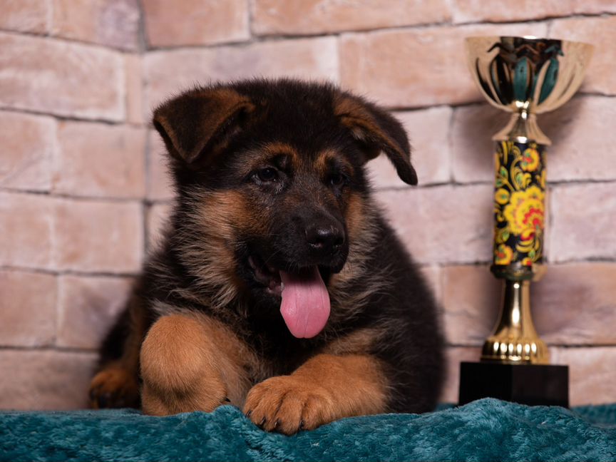 Немецкая овчарка