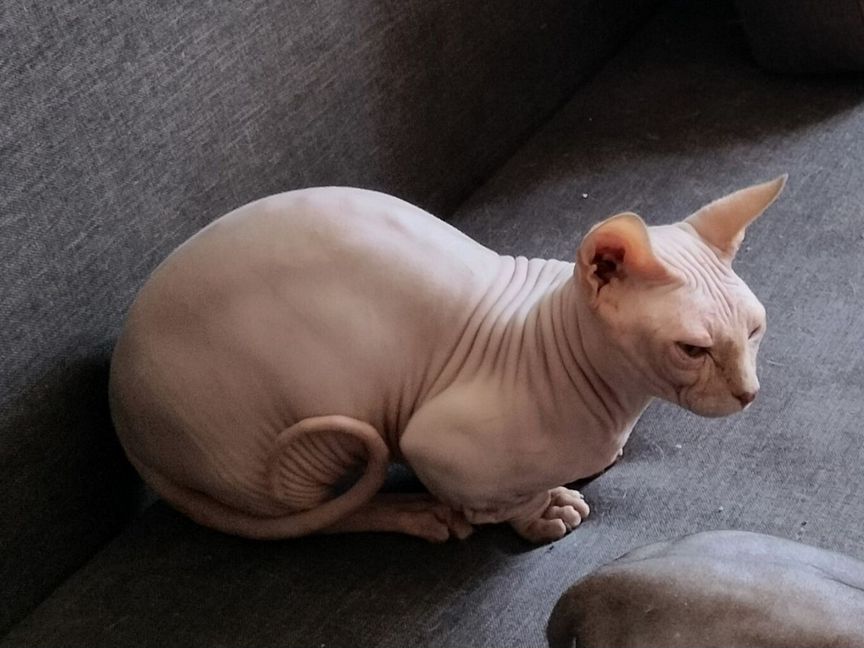 Канадский сфинкс бамбино для вязки