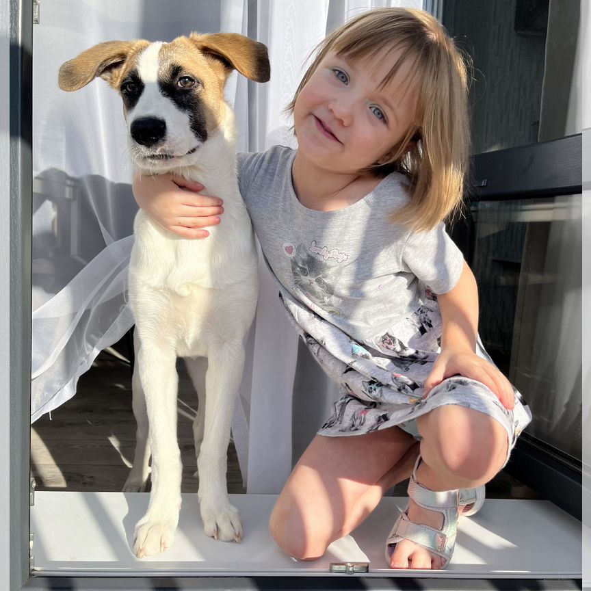 Щенок в добрые руки