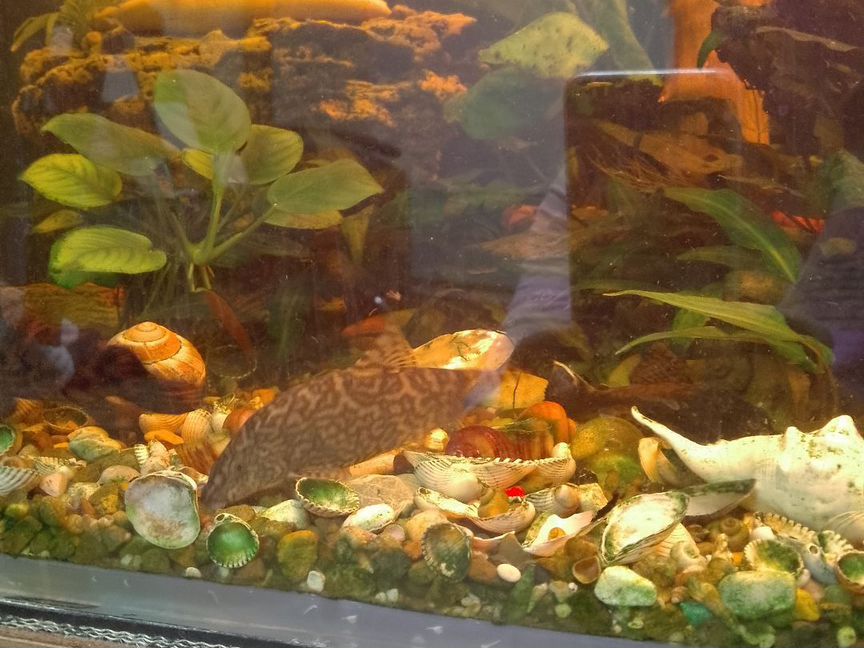 Боция мраморная