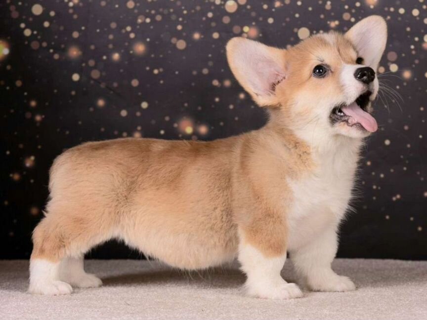 Щенки вельш-корги пемброк рыжие девочки