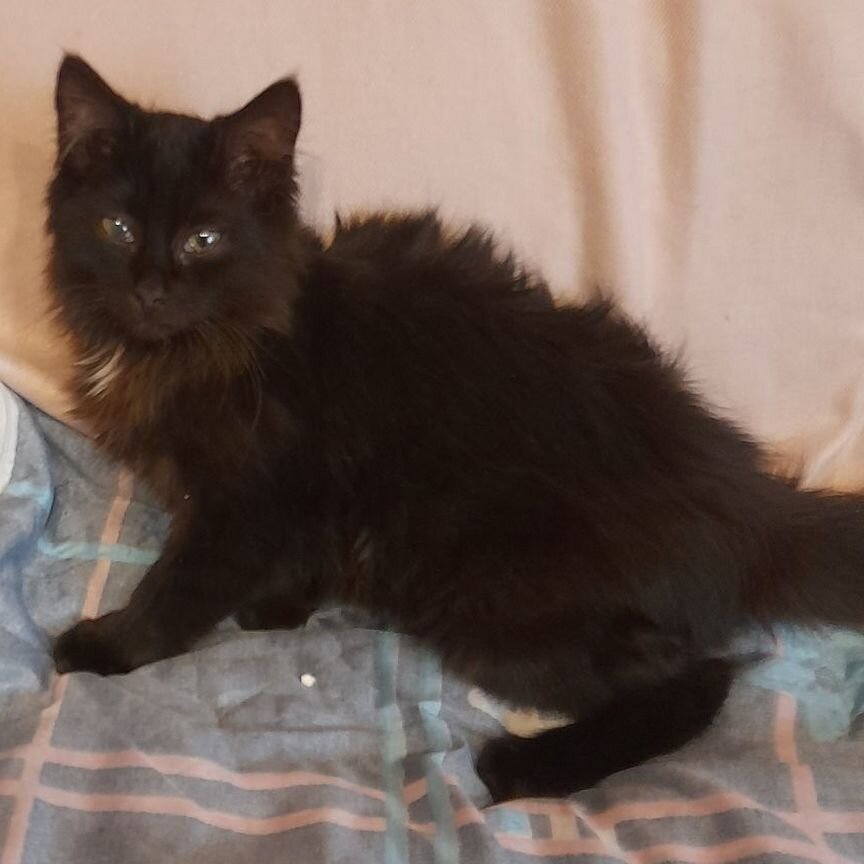 Котёнок от частного владельца