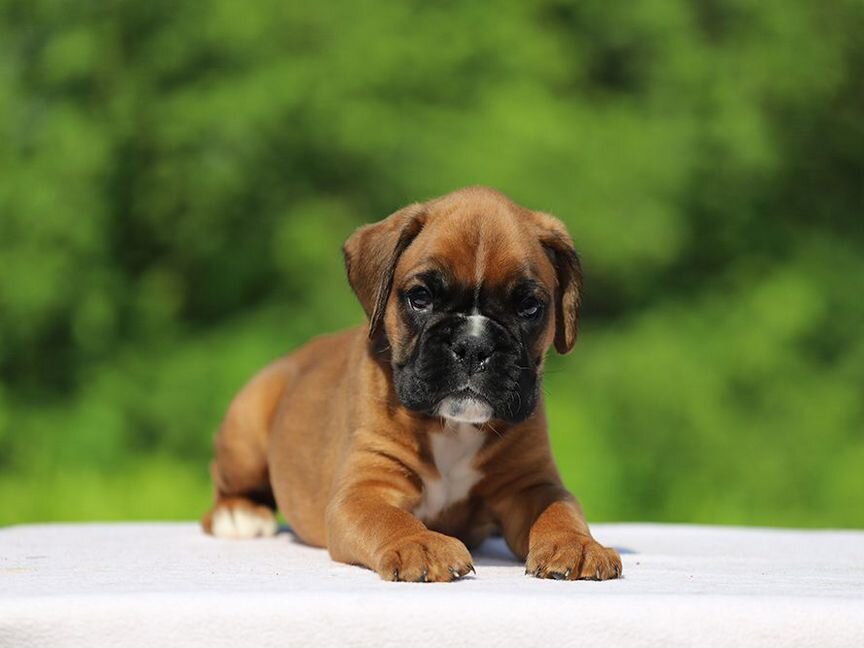 Щенки немецкого боксера