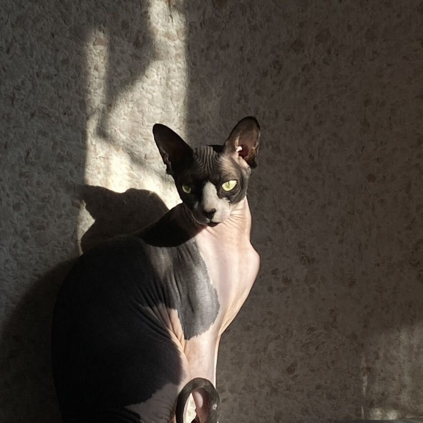 Канадский сфинкс