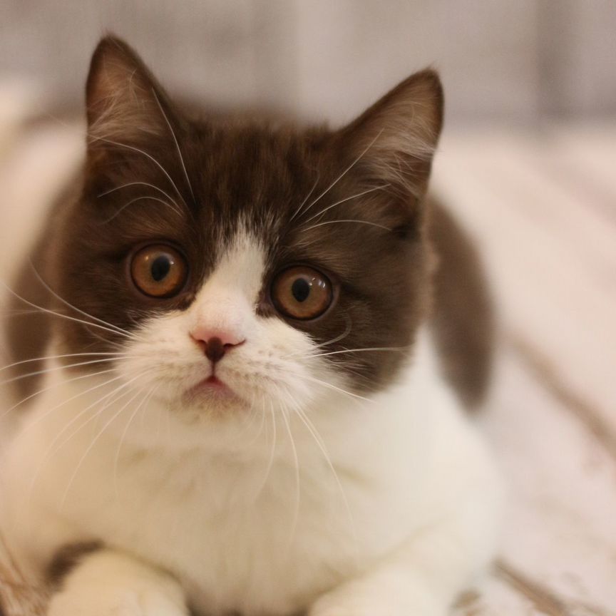 Британский котенок