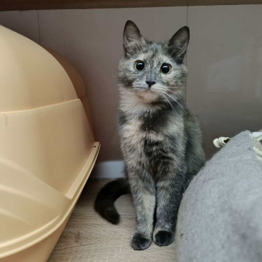 Котёнок ищет дом