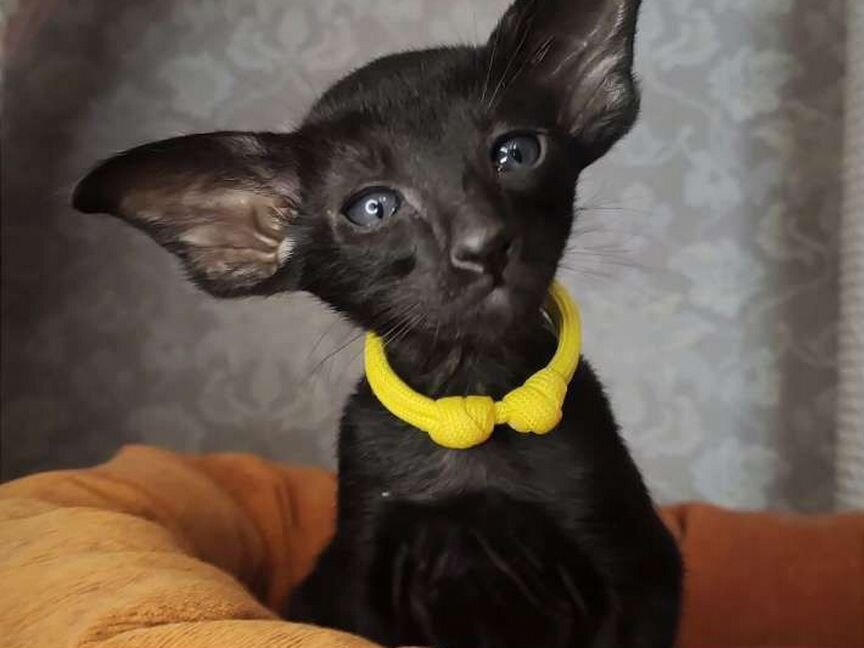 Ориентальные котята экстрим современный тип