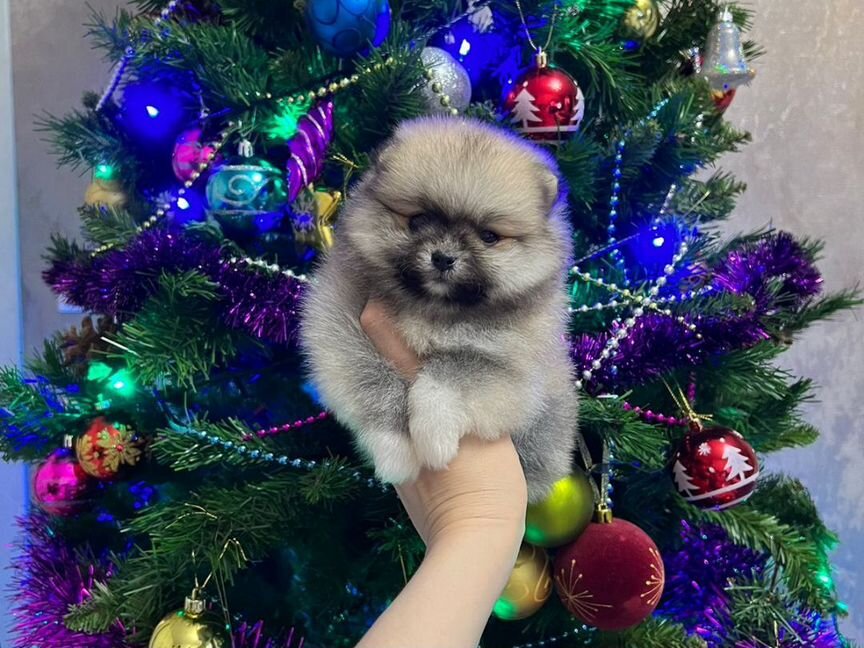 Новогодний подарочек минюшки