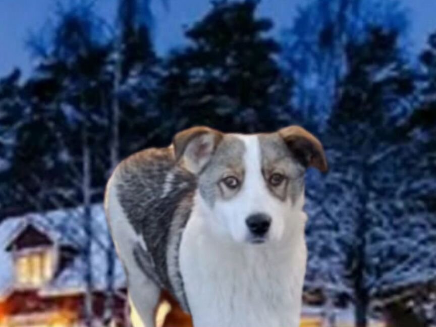 Песик Тимошка станет вам преданным другом