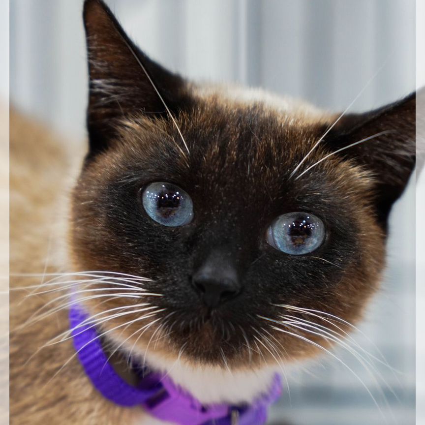 Сиамская кошка, взрослая