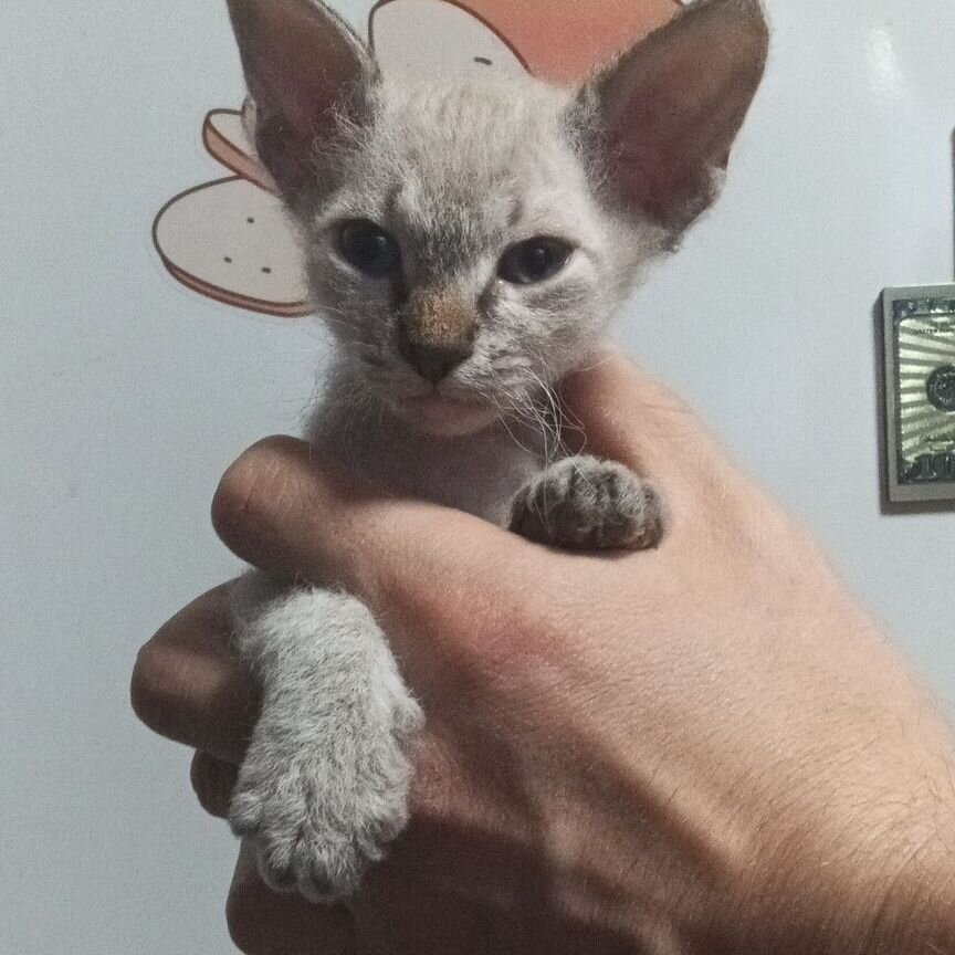 Донской сфинкс котёнок