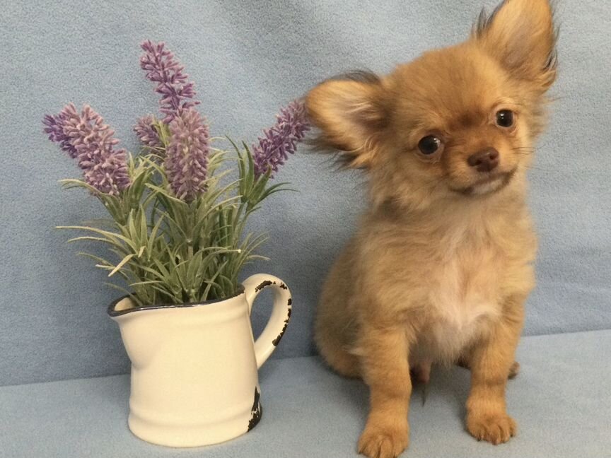 Мальчик Гном