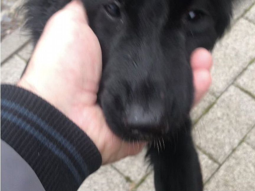 Собака в добрые руки щенок 8 месяцев