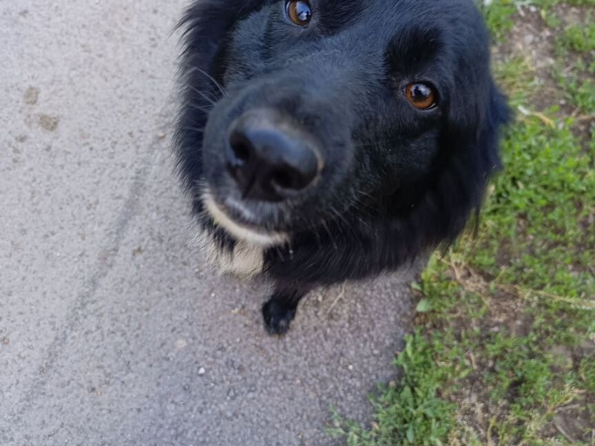 Собака в добрые руки