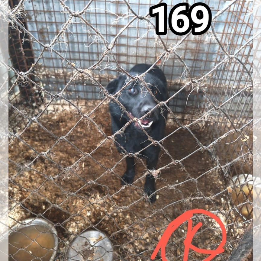 Взрослая собака в добрые руки