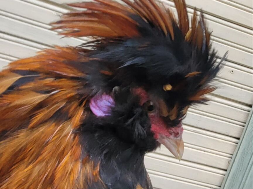 Петушок павловское золото