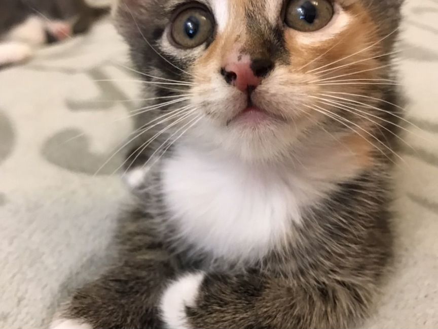 Очаровательная малышка ищет дом