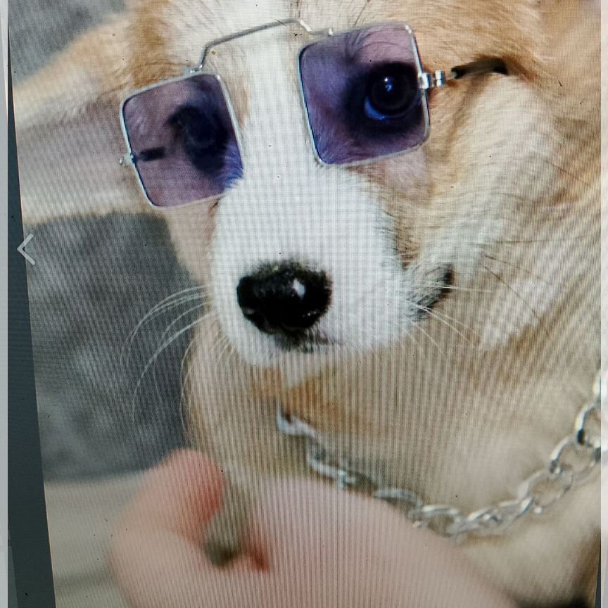 Вельш Корги Пемброк, щенок