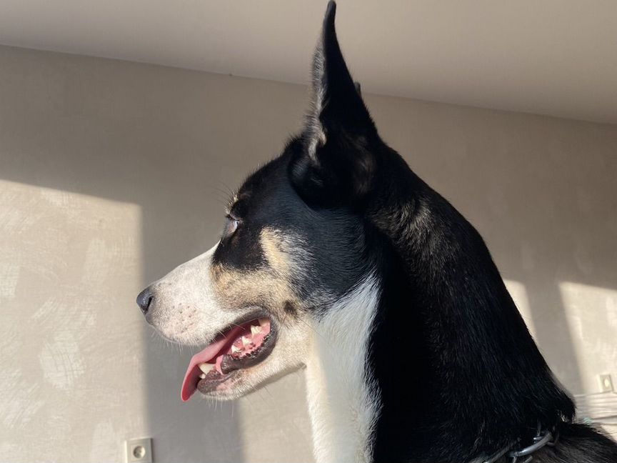 Метис для вязки