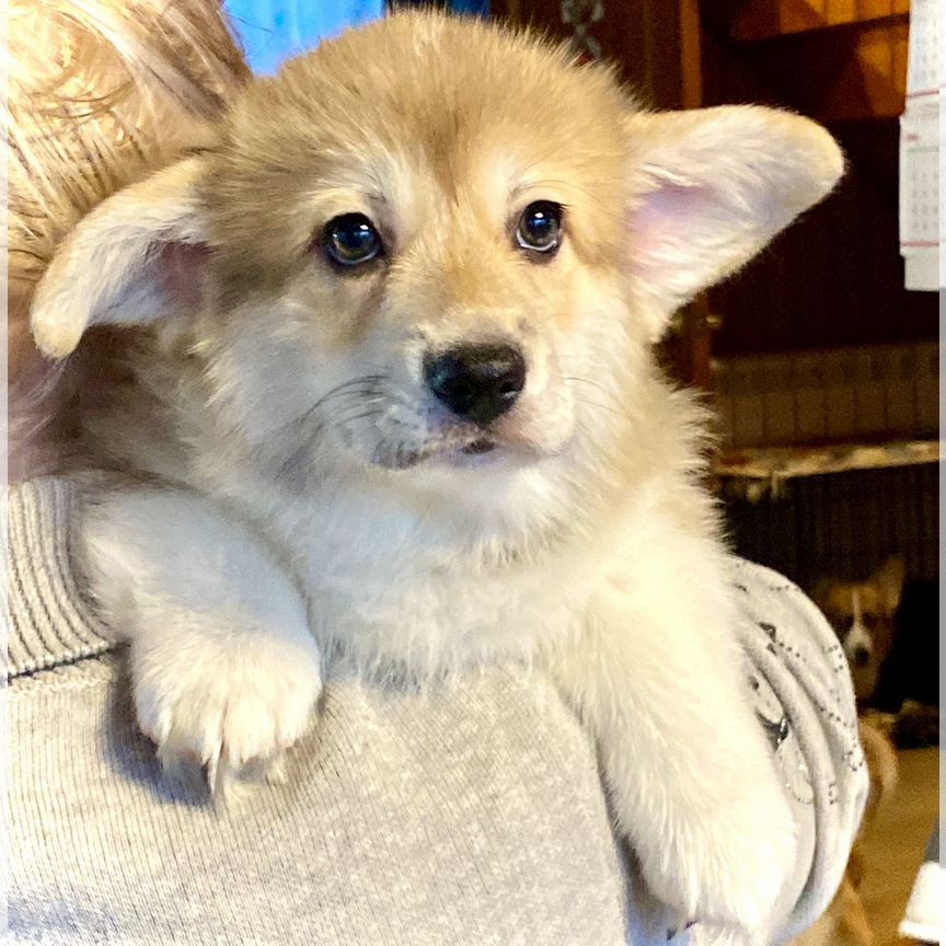 Вельш Корги Пемброк, щенок