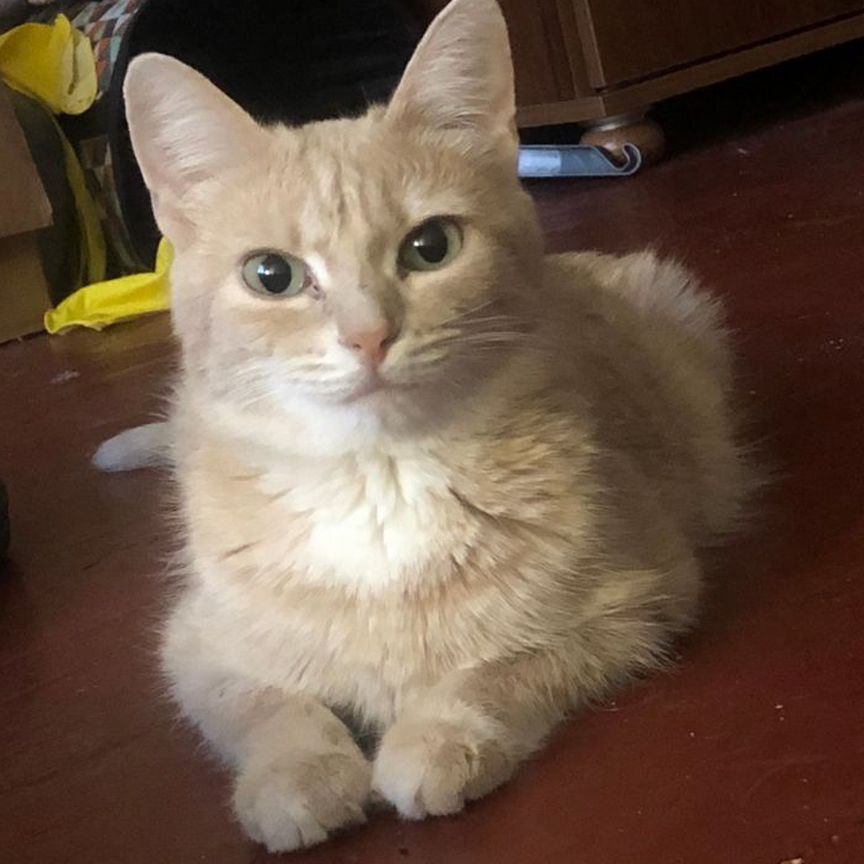 Взрослая, Девочка кошка в добрые руки