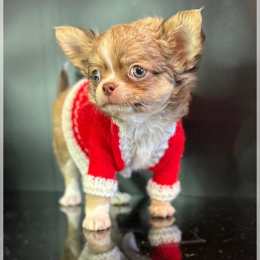 Чихуахуа, щенок