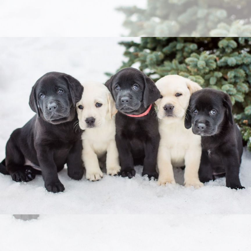 Лабрадор-ретривер, щенок