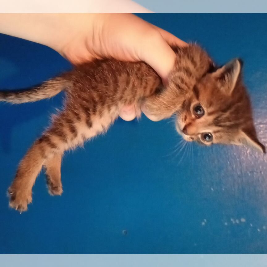 2 котёнка, не породистые