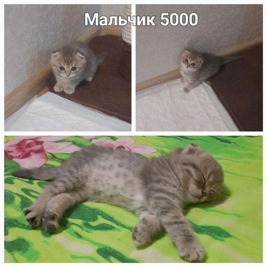 Шотландские малыши