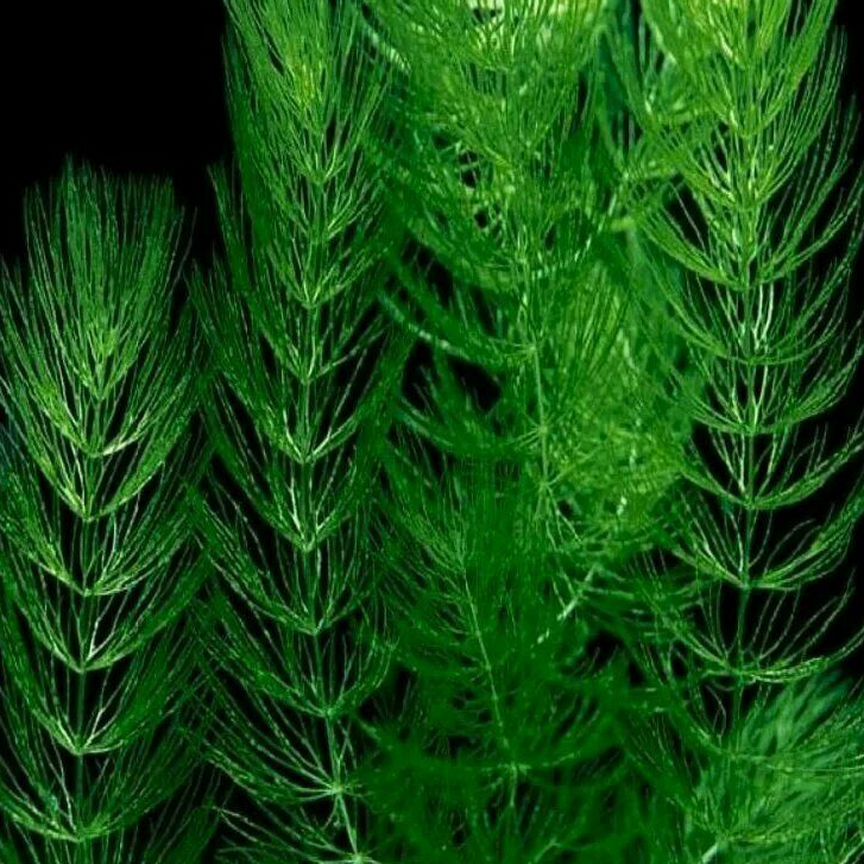 Роголистник в аквариум