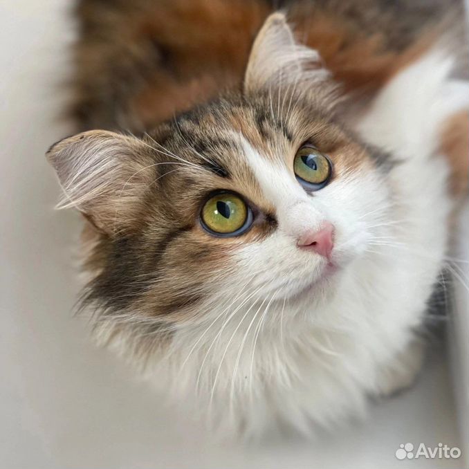 Кошка Тиффани