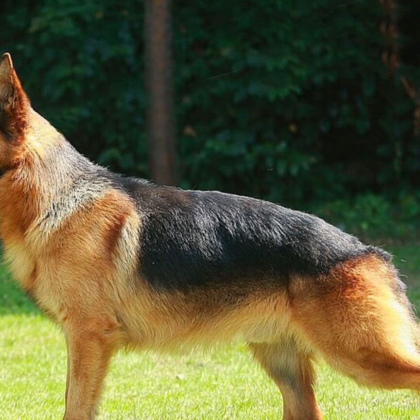 Собака немецкая овчарка