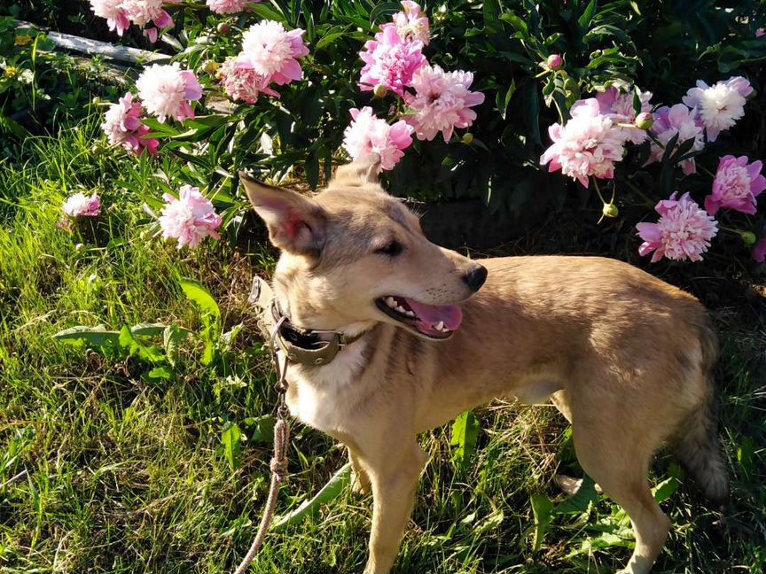 Собака в добрые руки отдам бесплатно