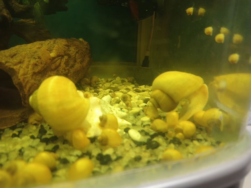 Улитки "Ампулярии"