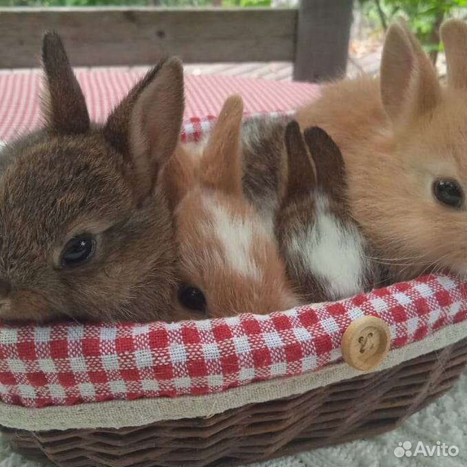 Декоративные крольчата