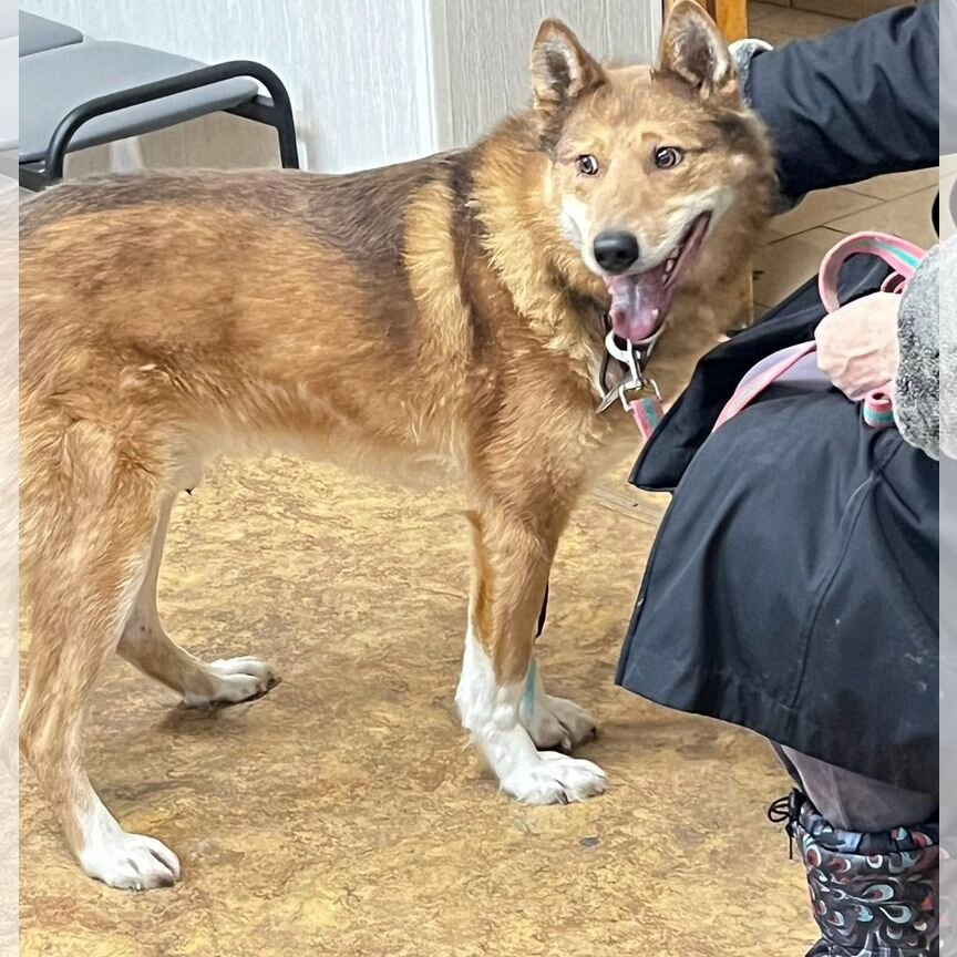 Собака в добрые руки