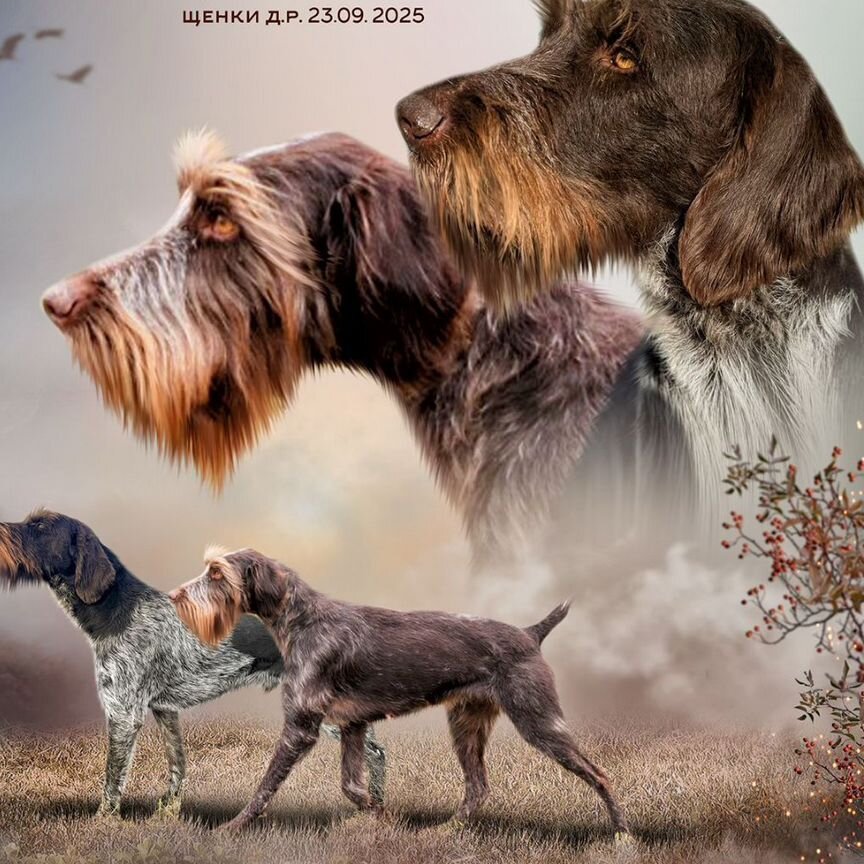 Дратхаар, щенок