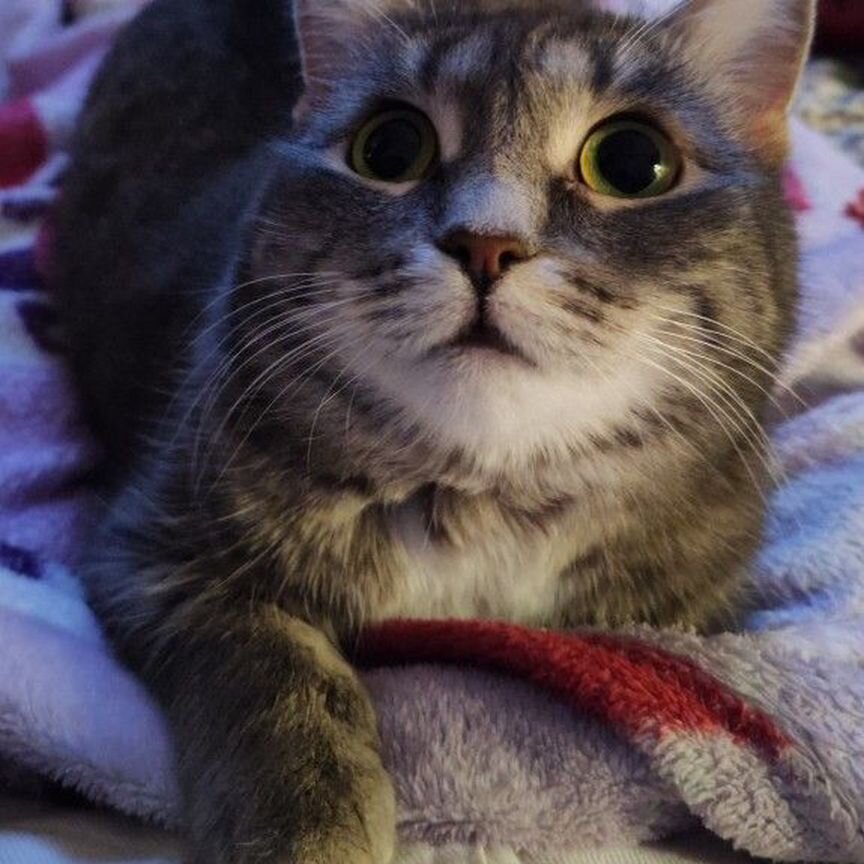 Кошка