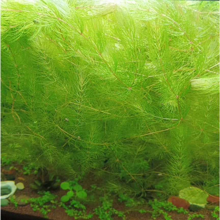 Роголистник в аквариум, риччия