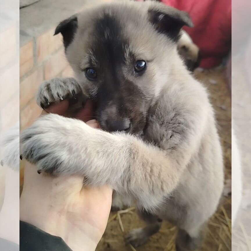 Щенок в добрые руки