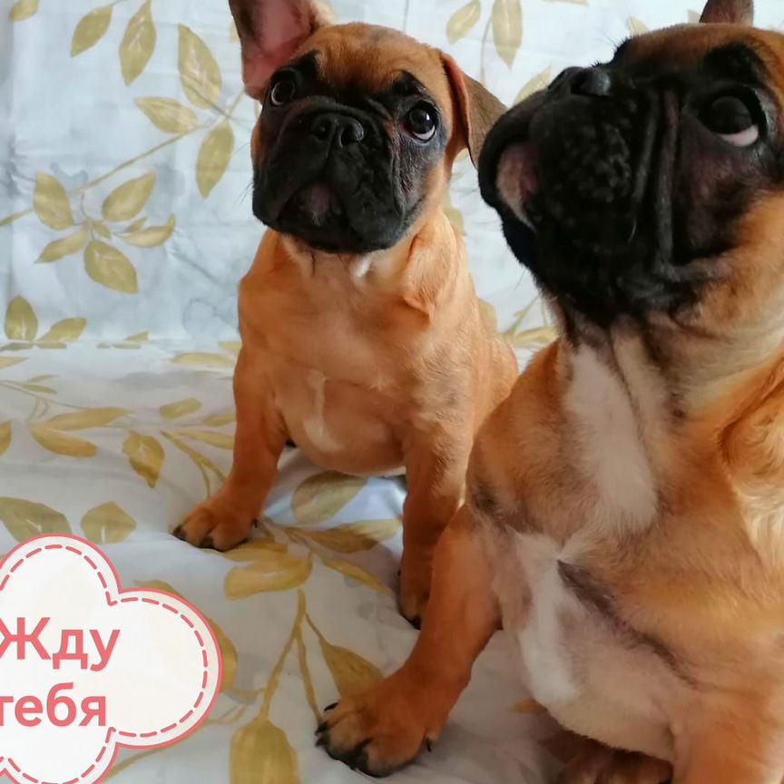 Французский бульдог, щенок