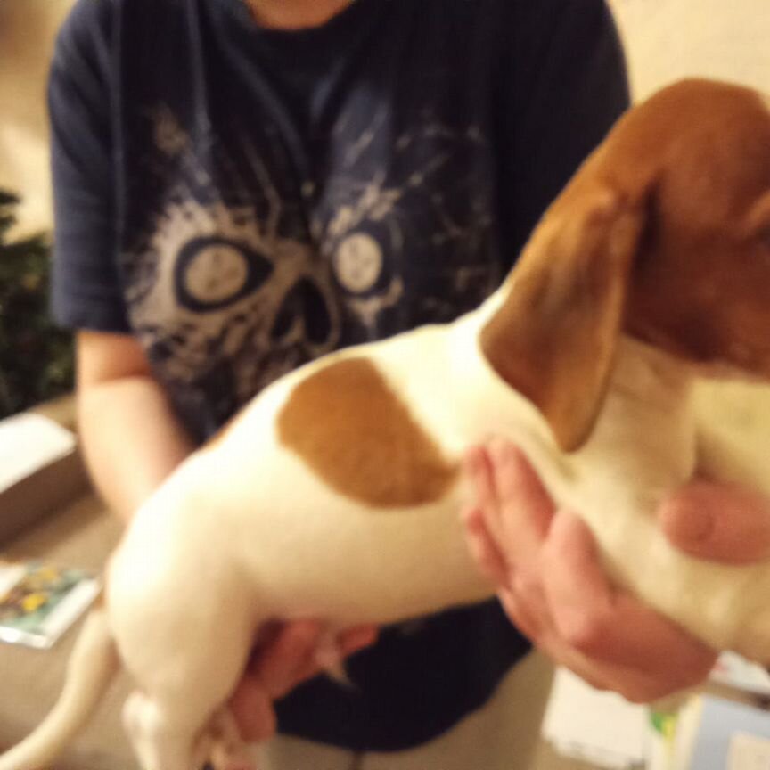 Продажа щенка