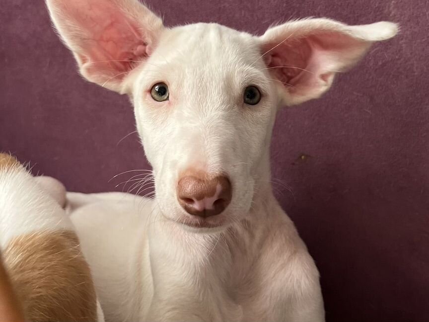 Поденко ибиценко