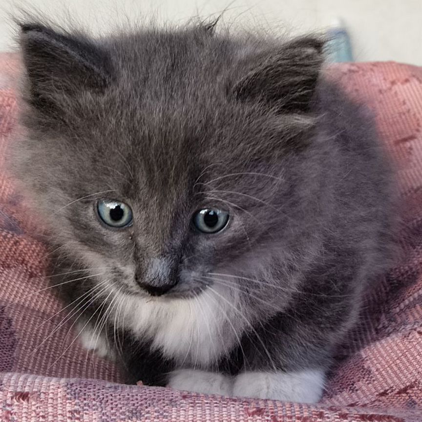 Котёнок в добрые руки