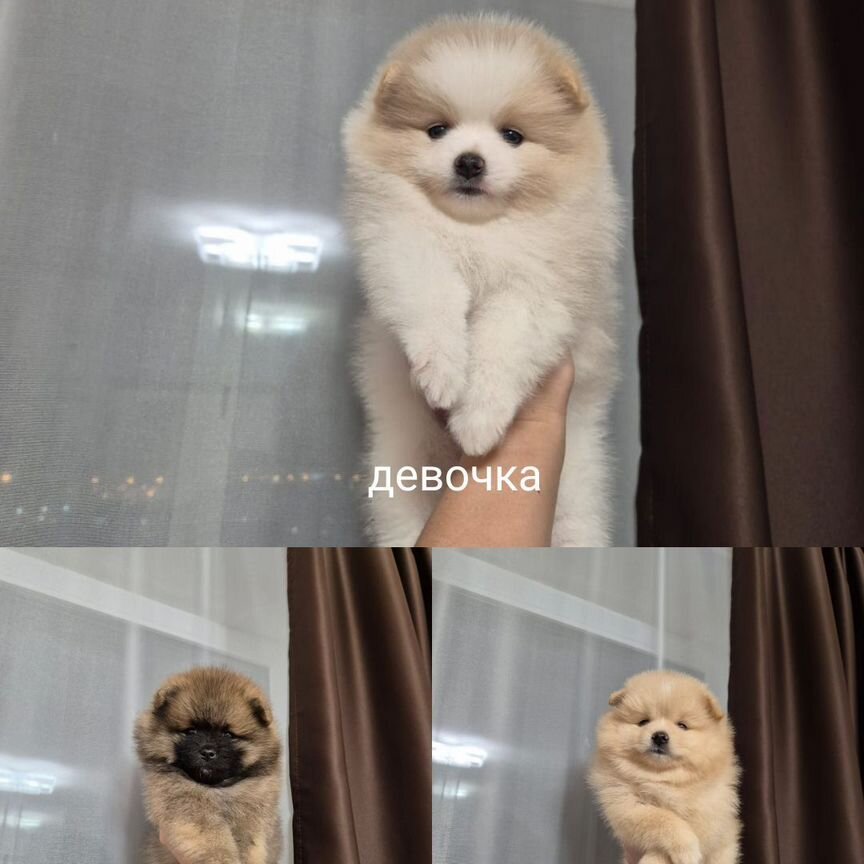 Шпиц