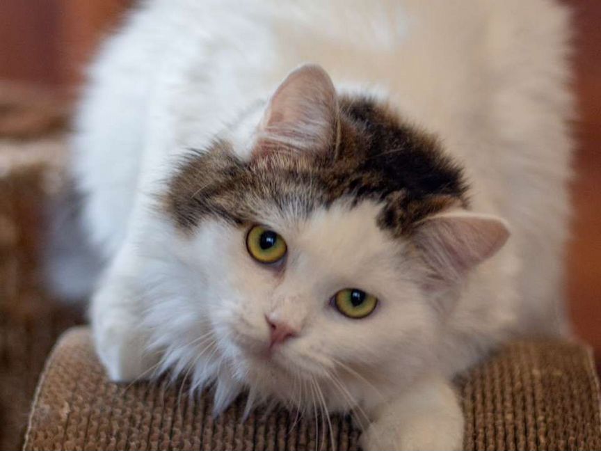 Кошечка Софа, стерилизована