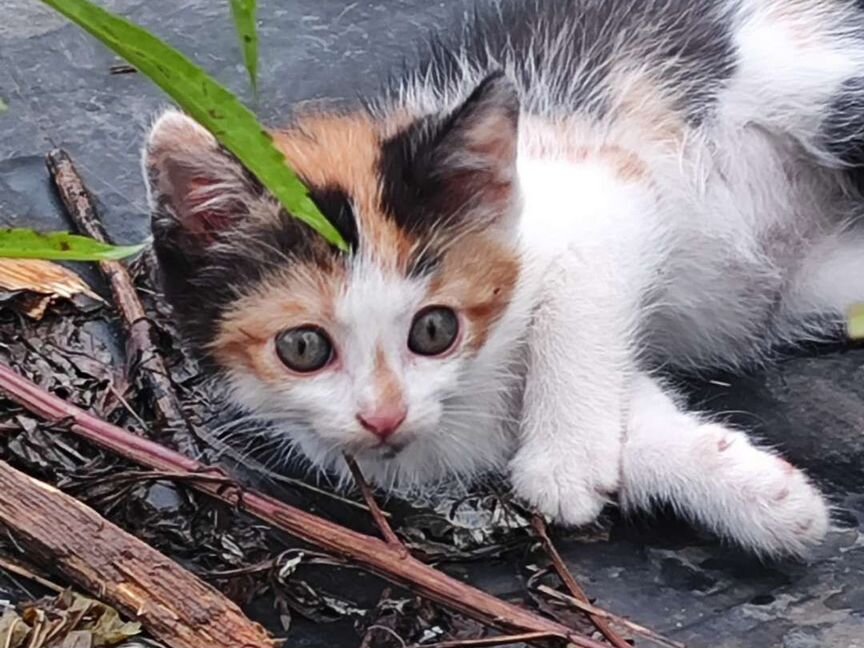 Котятки в добрые руки бесплатно